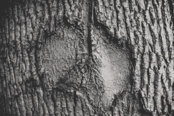 Issue 64 – Rough Cut Press