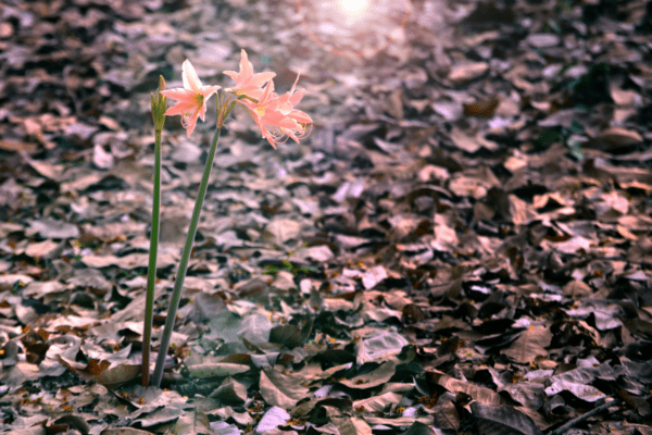 Issue 72 – Rough Cut Press